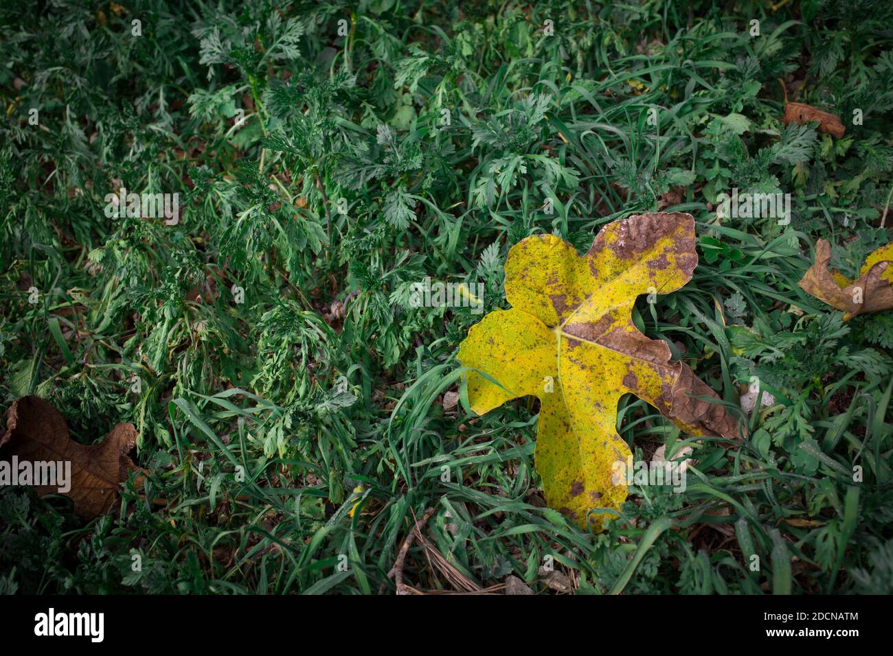 Autumn leaf seen from hi-res stock photography and images - Alamy