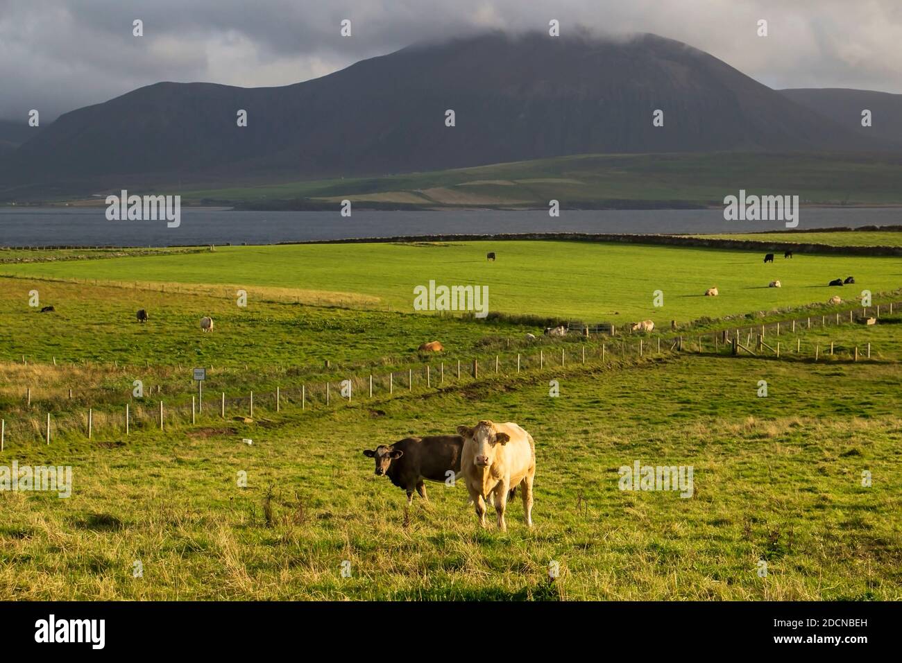 Cows blue sky scotland dairy scenic hi-res stock photography and images ...