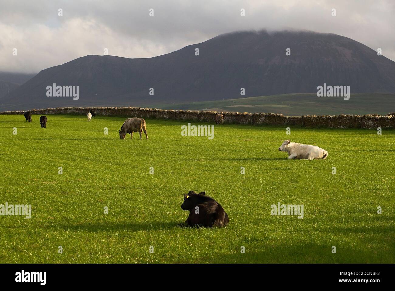 Three cows on green grass grazing and laying on sunny day on Orkney ...