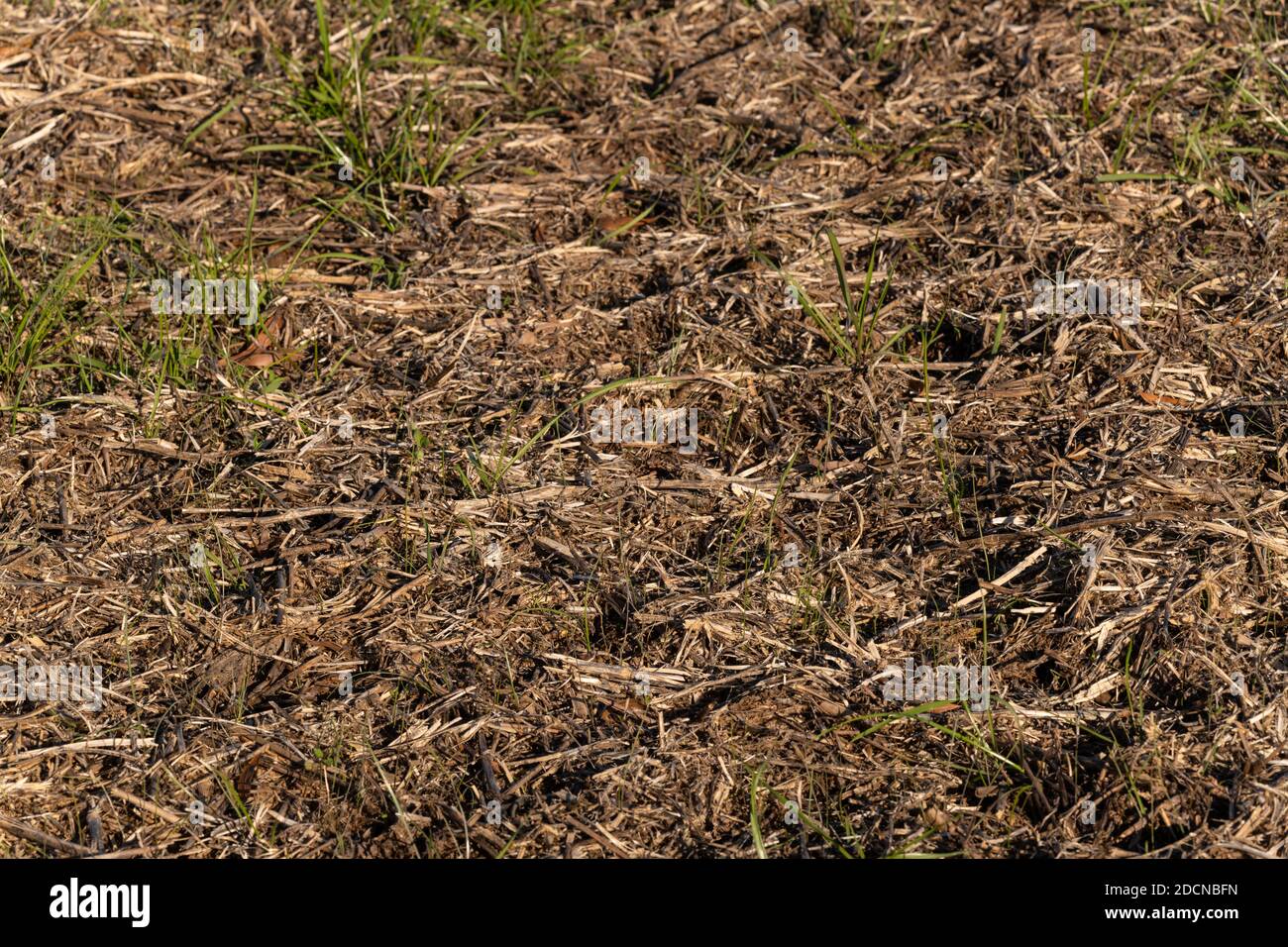 Agricultural soil background texture close-up after the harvest with ...
