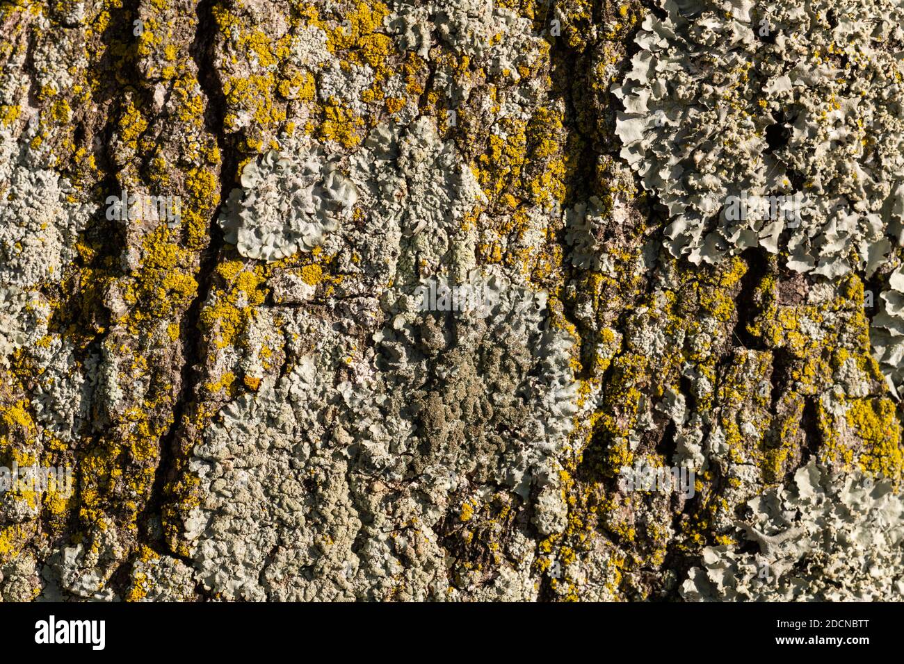 Detail of large tree bark texture background Stock Photo - Alamy