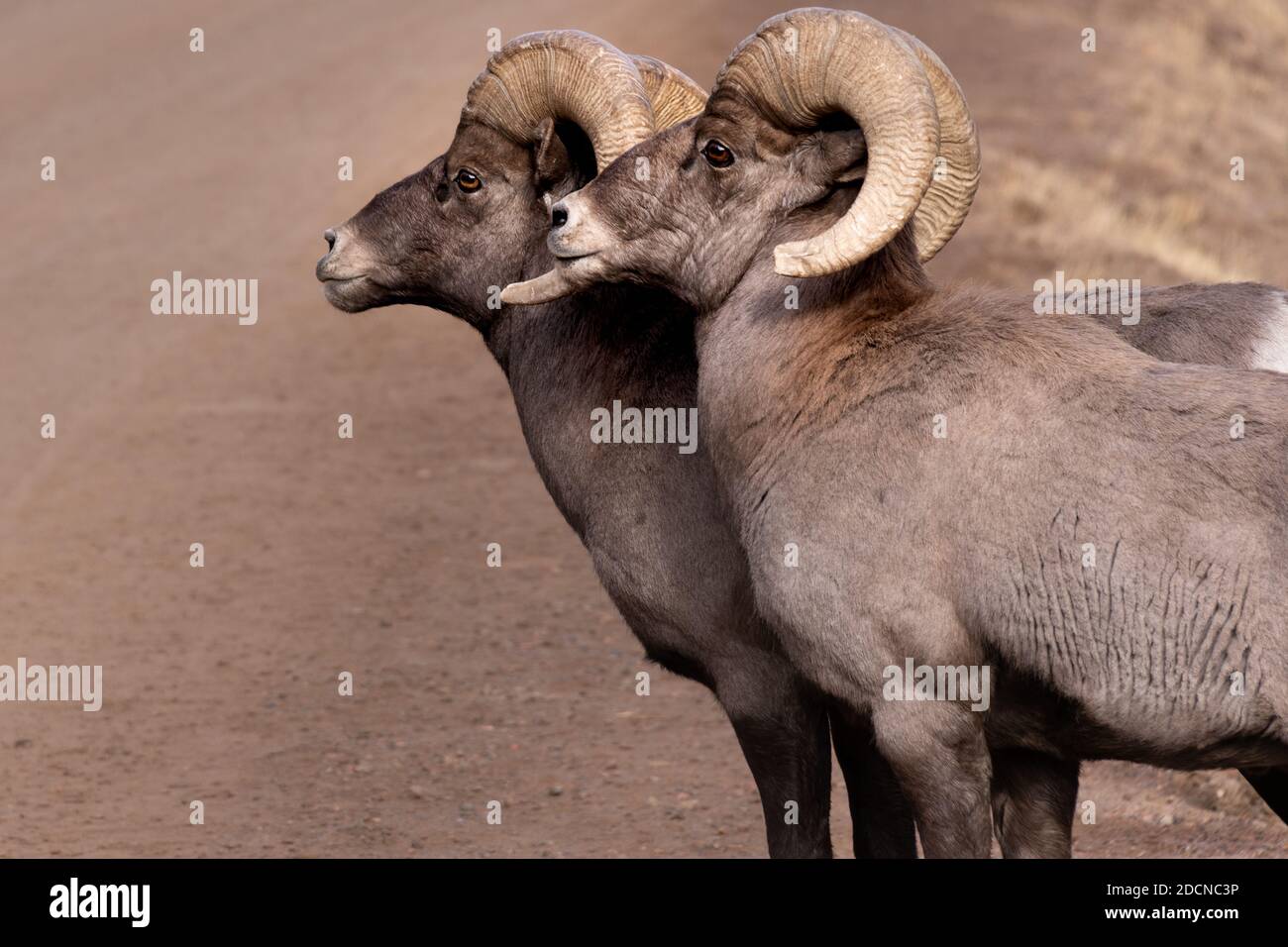 Sheep Horns High Resolution Stock Photography and Images - Alamy