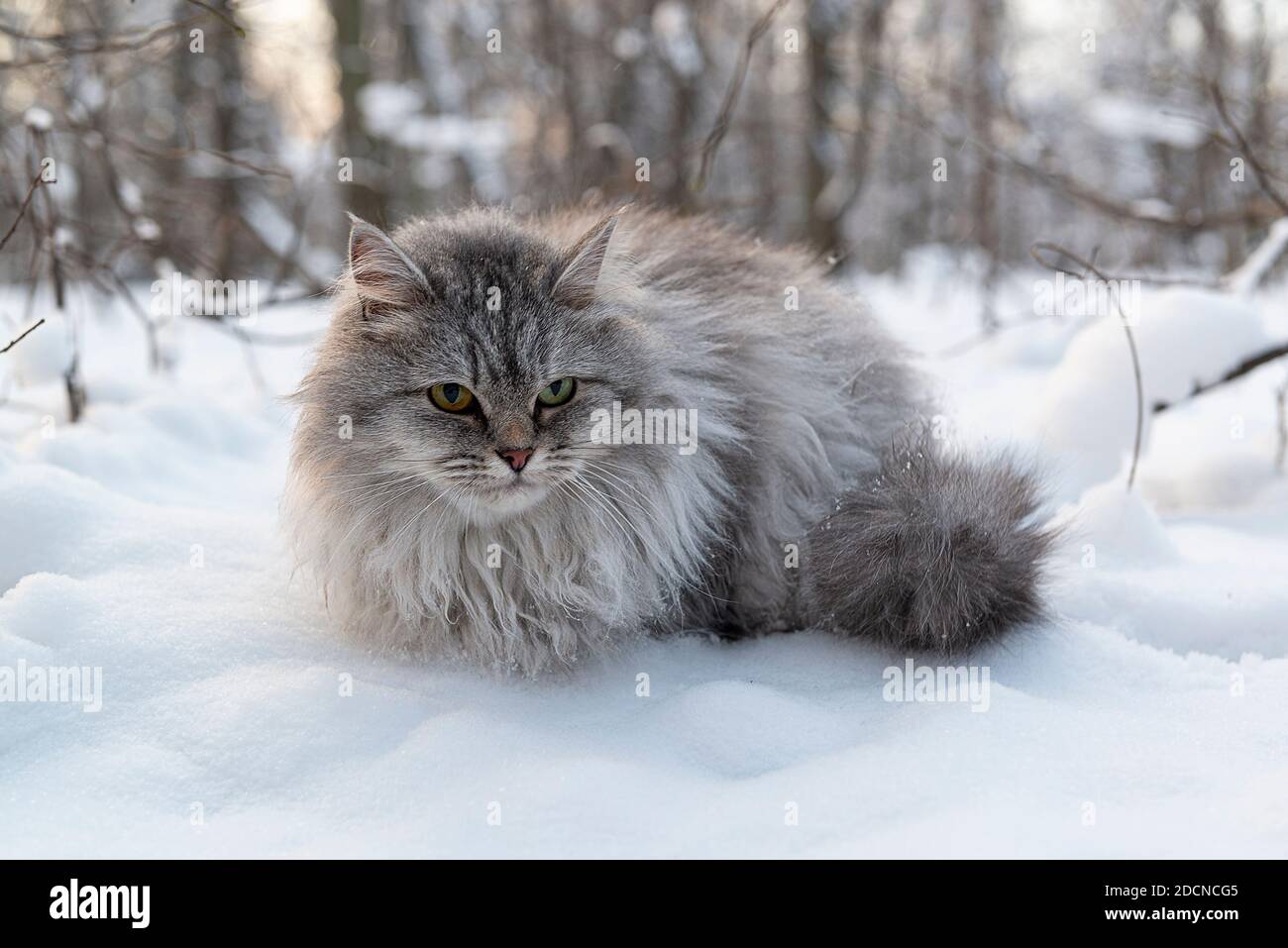 Cute cat on the snow. Grumpy long hair cat in the winter park Stock ...