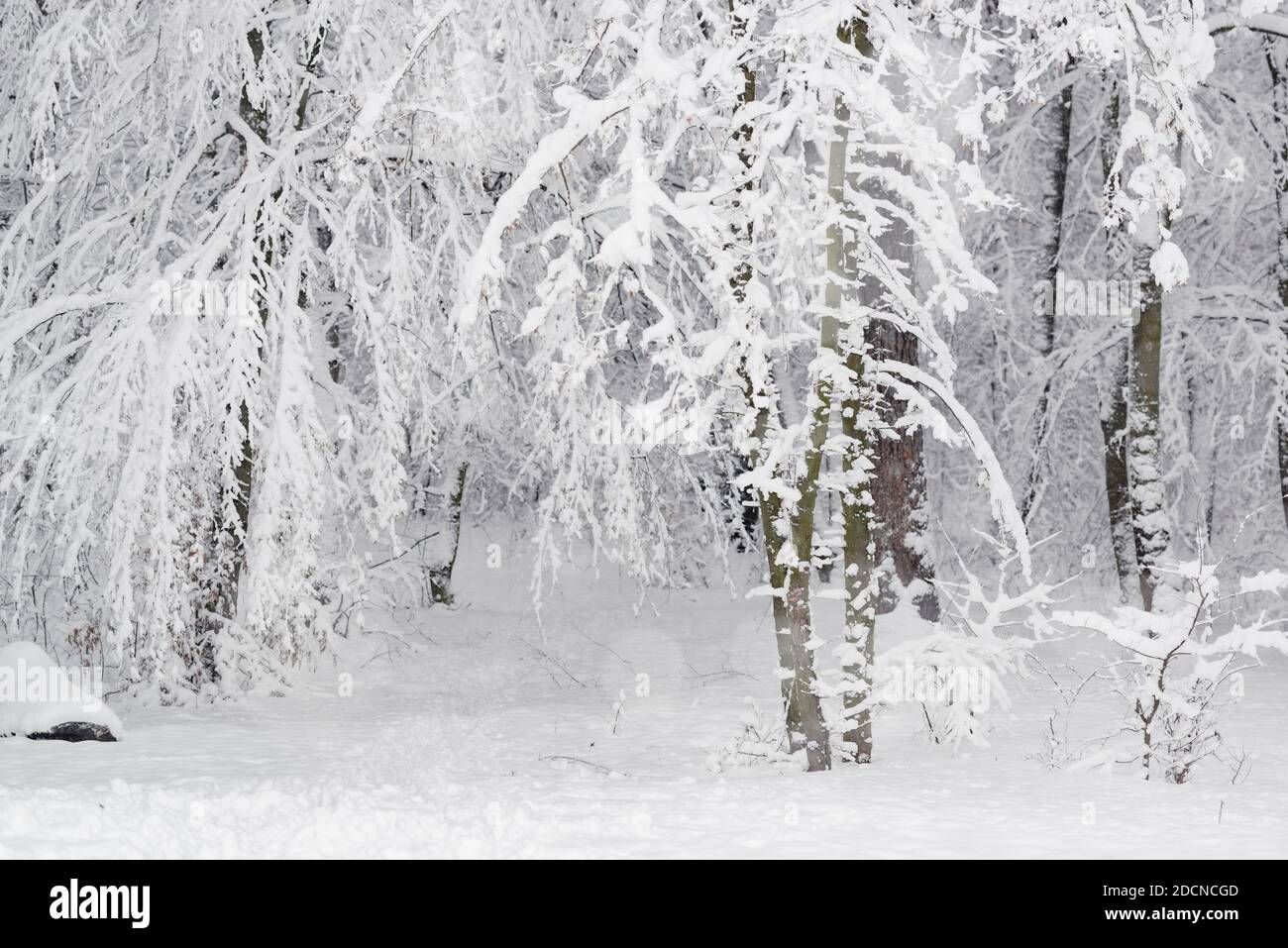 Winter scene in the park with deep snow Stock Photo - Alamy