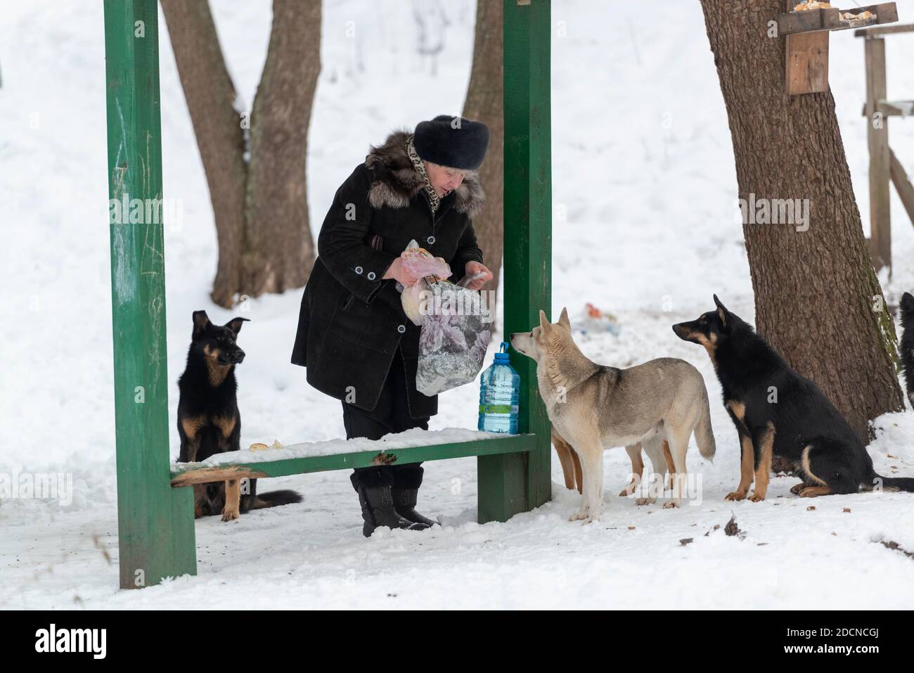 How Can I Help A Stray Dog In The Winter