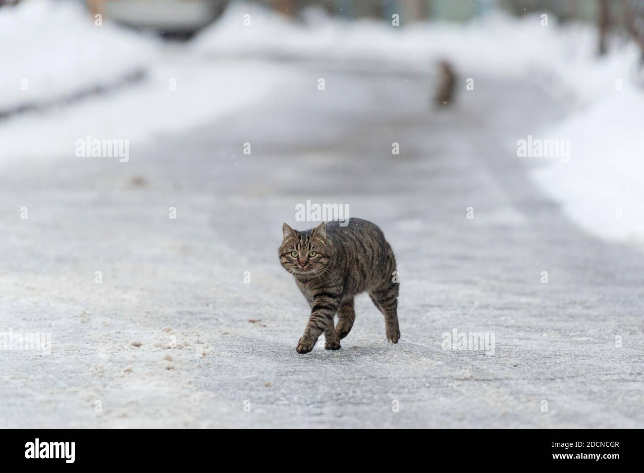 Homeless cat walking city hi-res stock photography and images - Alamy