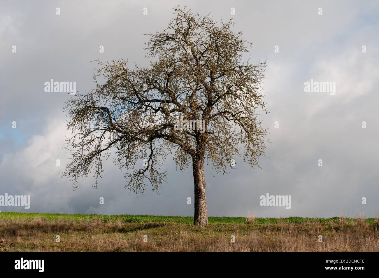 a single standing bare apple tree in dry grassland with asymmetrically ...