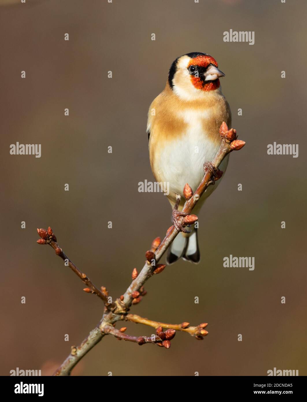 Beautiful adult Goldfinch perched in an Autumn oak tree Stock Photo - Alamy