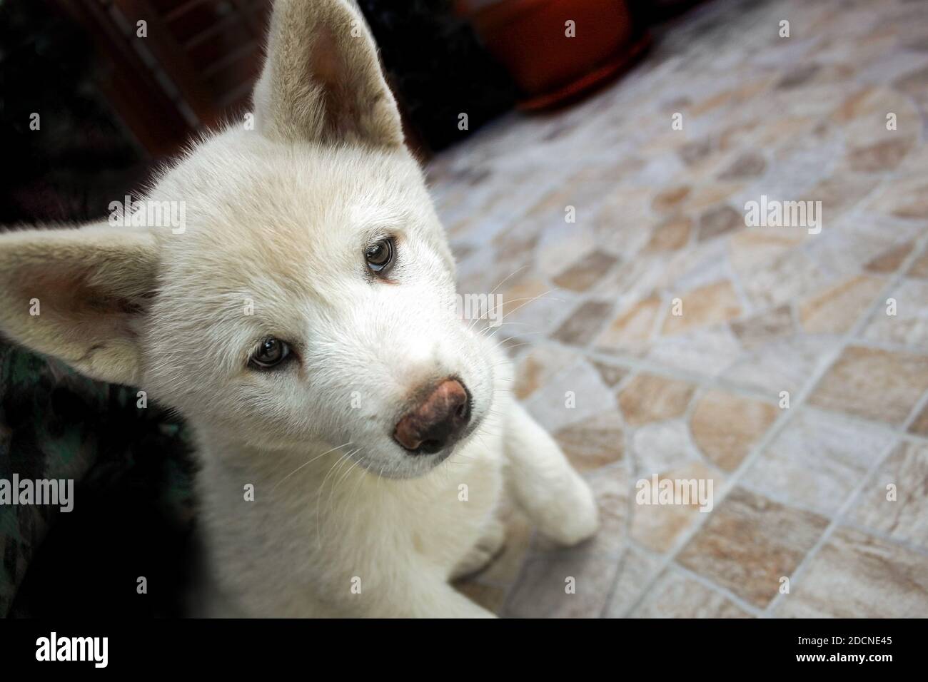 A rare specimen of japanese white Akita puppy Stock Photo - Alamy