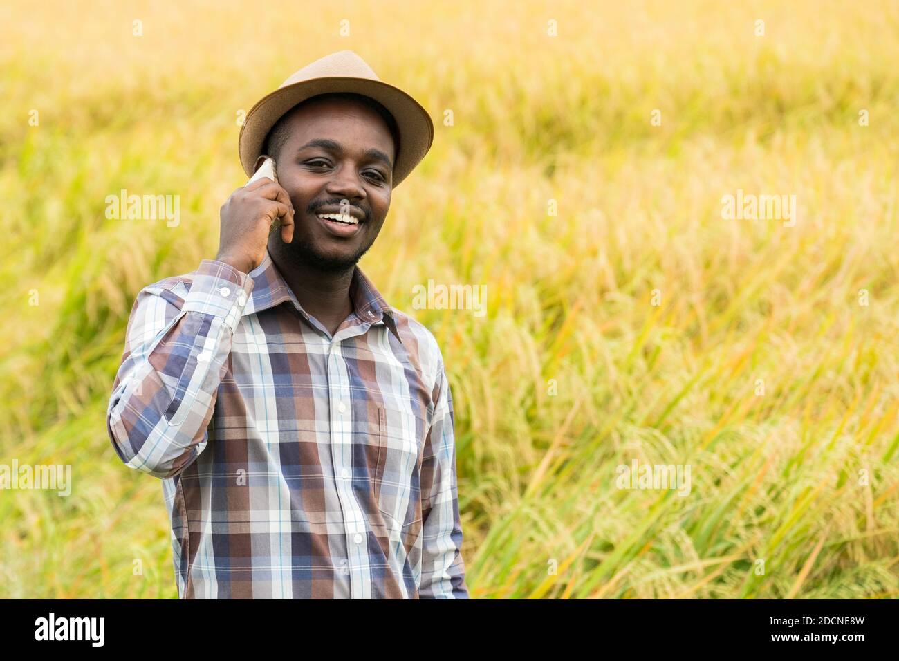 African farmer using smartphone in organic rice field with smile and ...