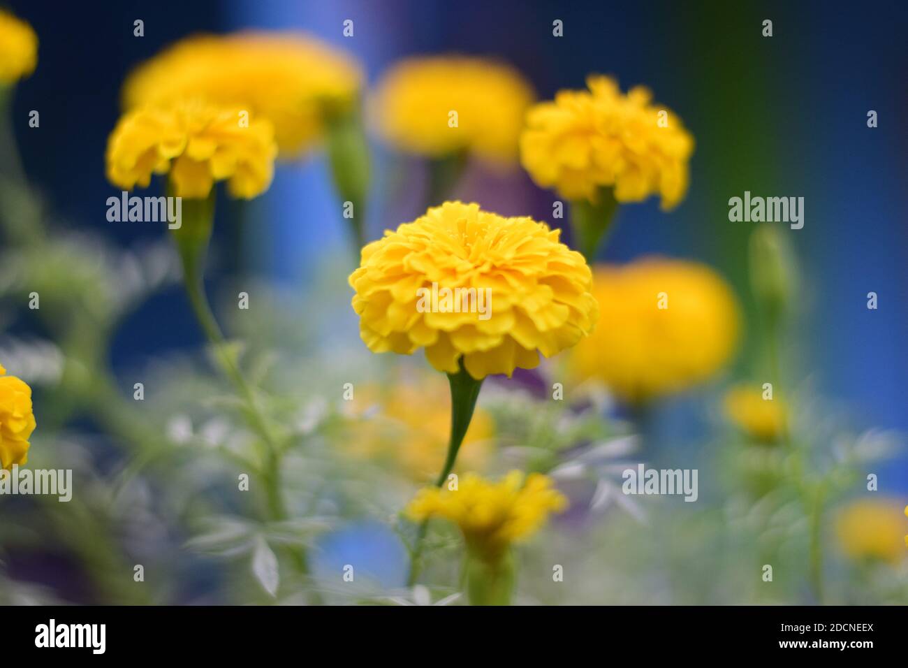 Marigold flower, it is herbaceous plants in the sunflower family. Its ...