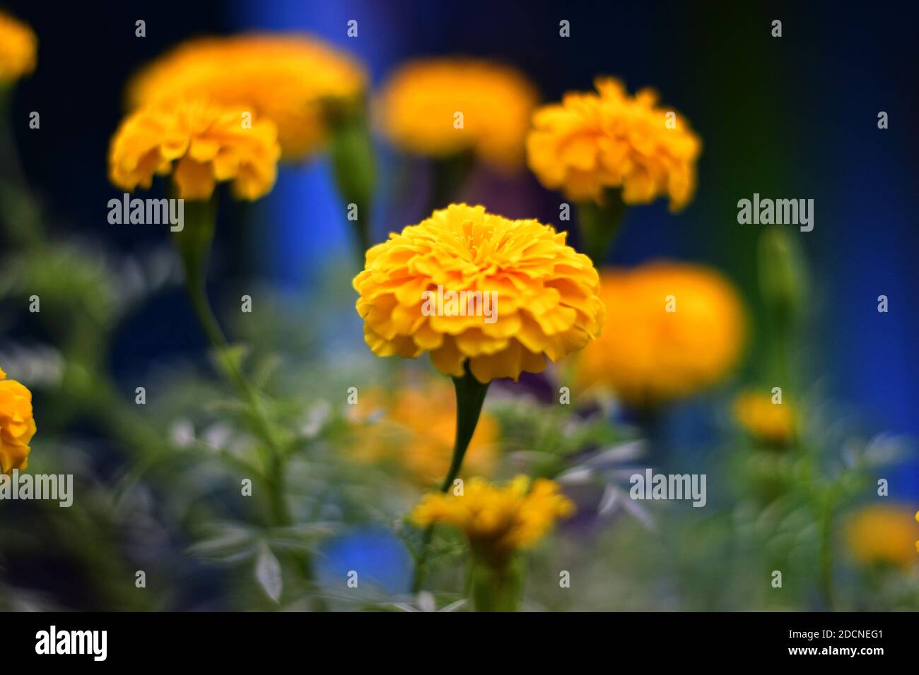 Marigold flower, it is herbaceous plants in the sunflower family. Its ...