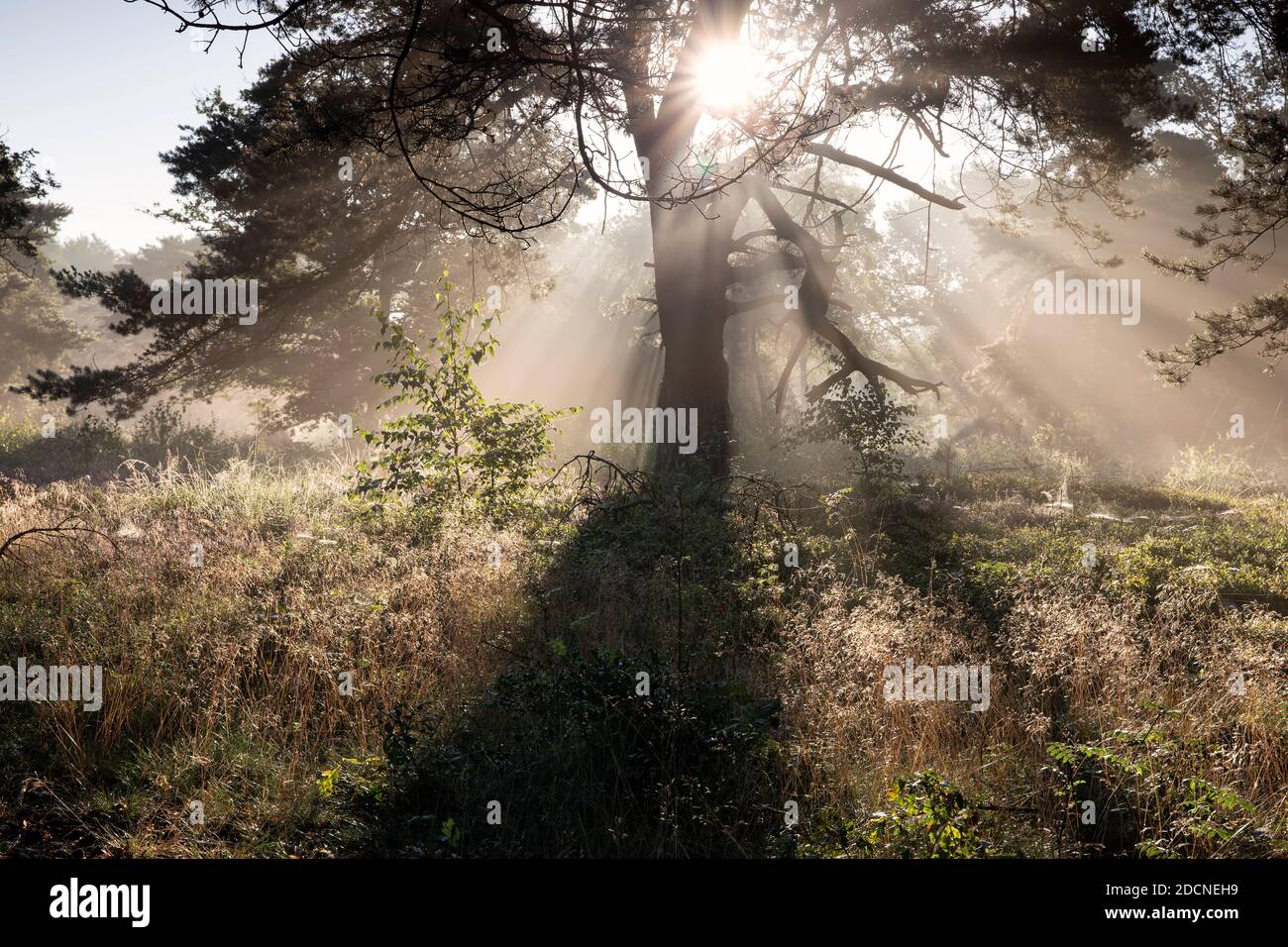 sun rays behind pine tree at foggy morning, Drenthe, Netherlands Stock ...