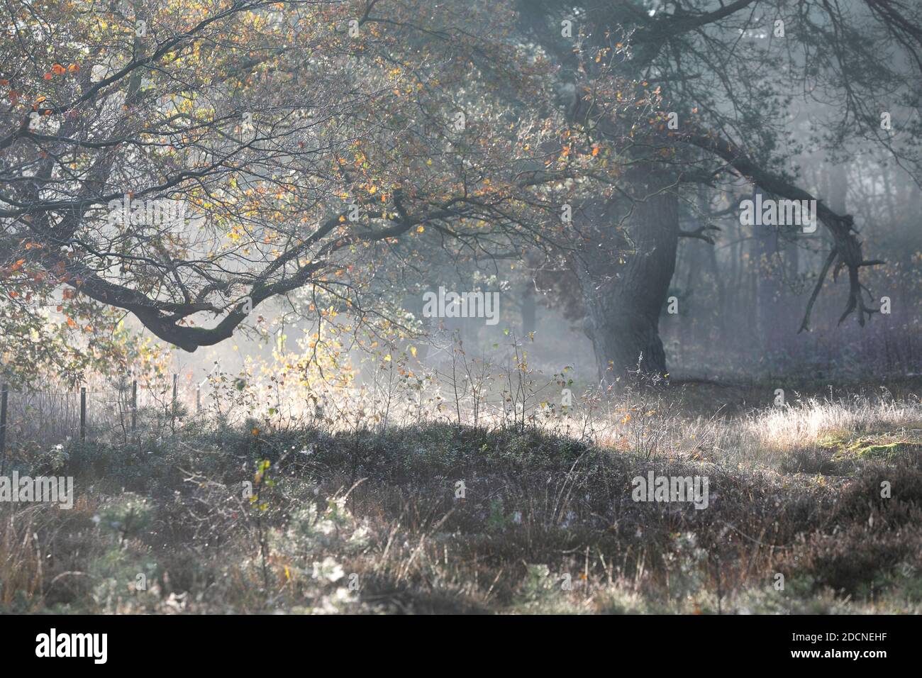 Foliagem forest hi-res stock photography and images - Alamy