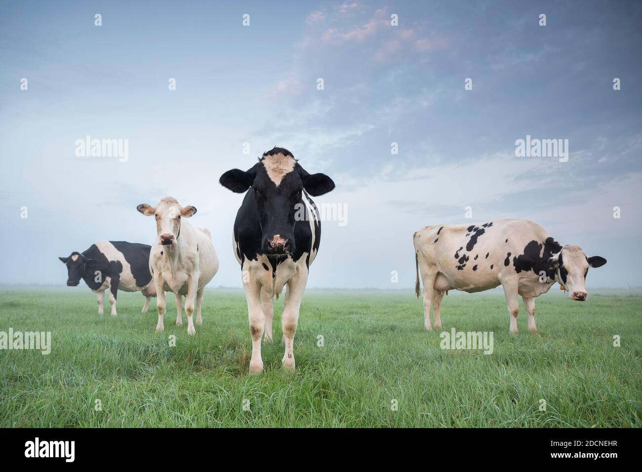 milk cows staring on pasture Stock Photo - Alamy