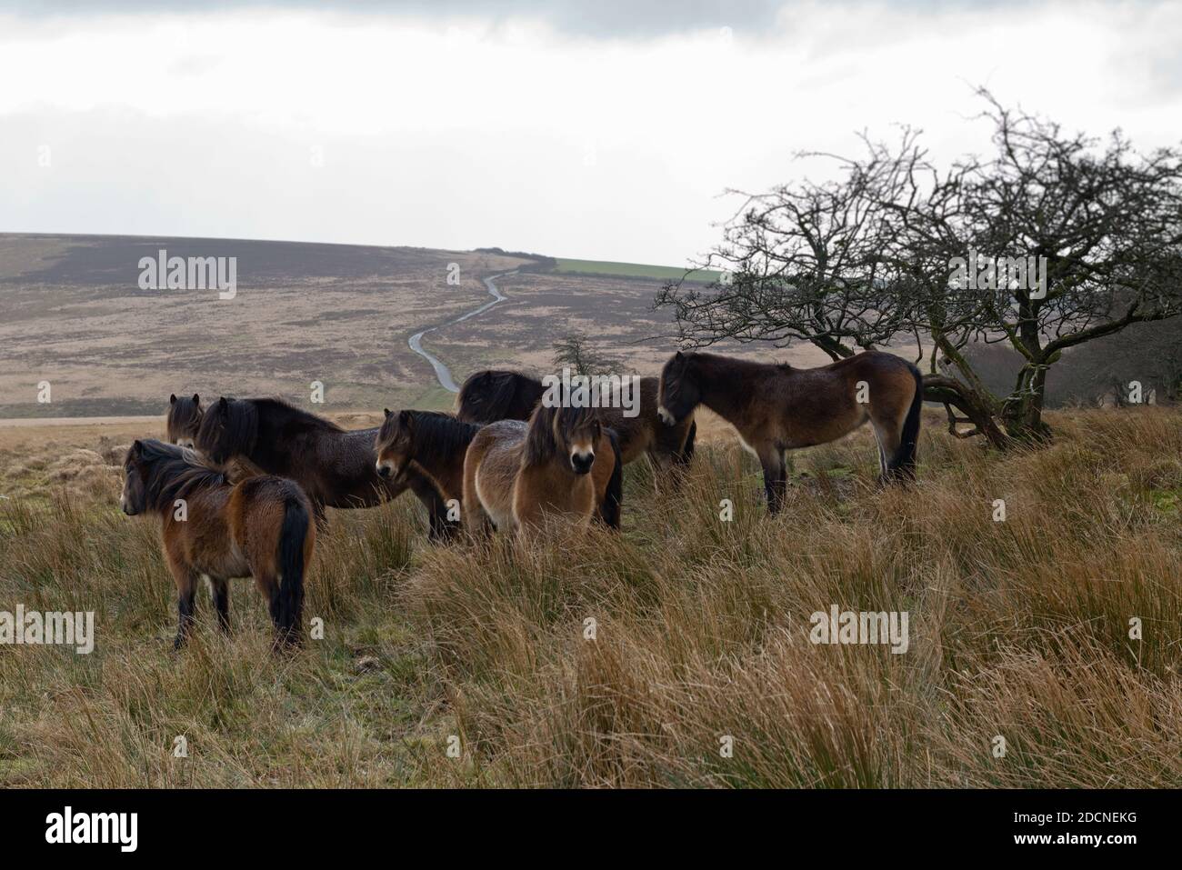 Exmoor ponies on the open moors close to Aldermans Barrow on a winters ...