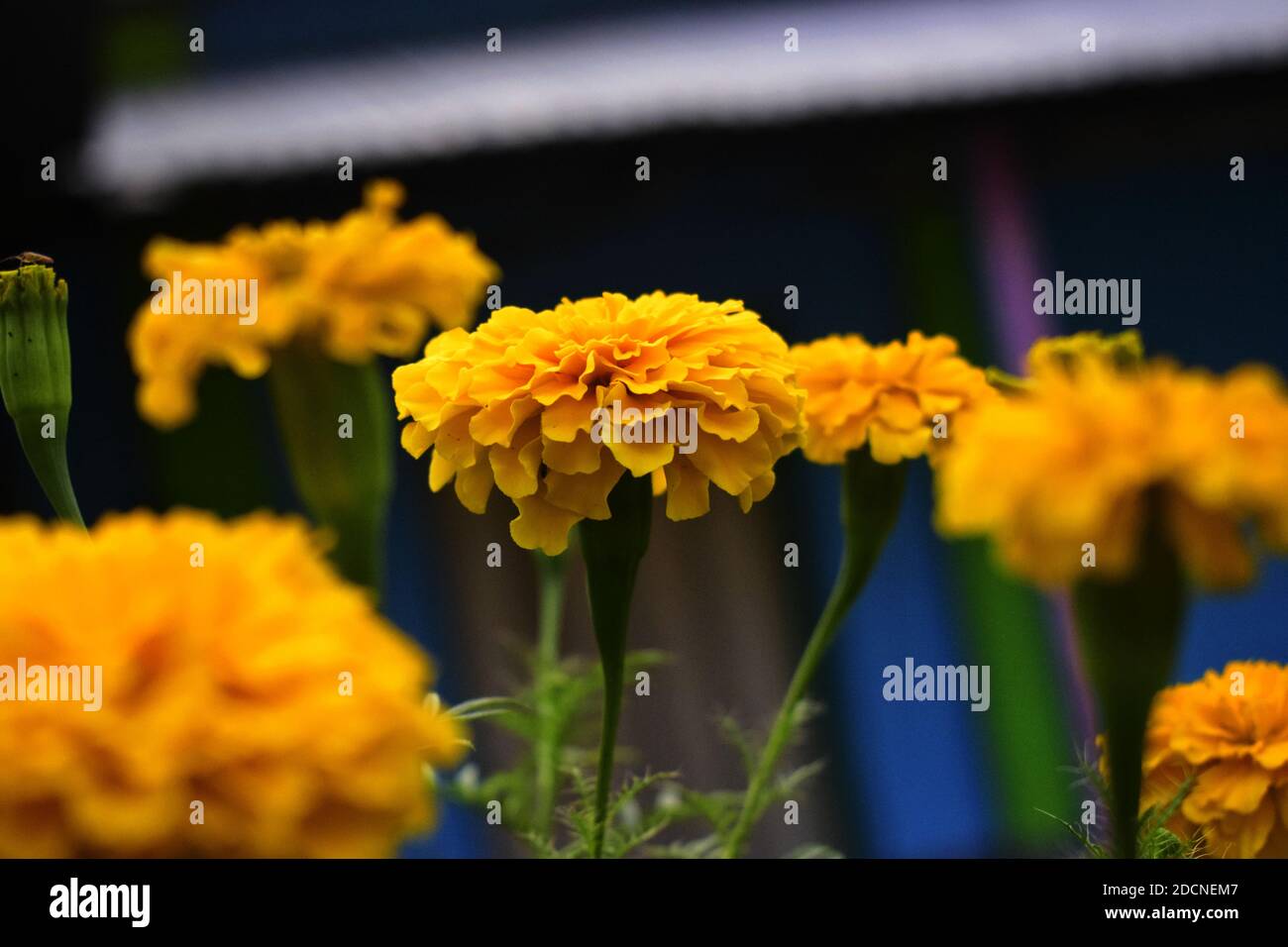 Marigold flower, it is herbaceous plants in the sunflower family. Its ...