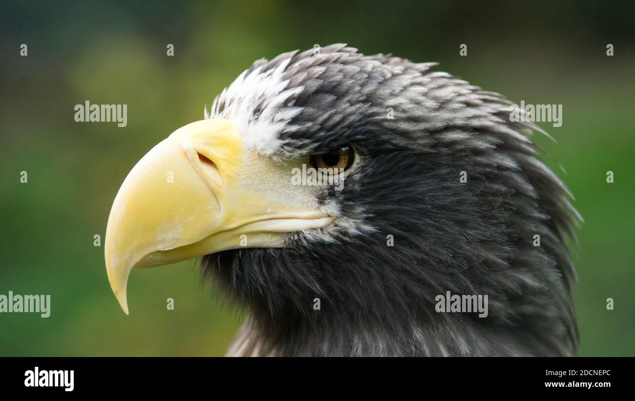 Bird looking down camera hi-res stock photography and images - Alamy