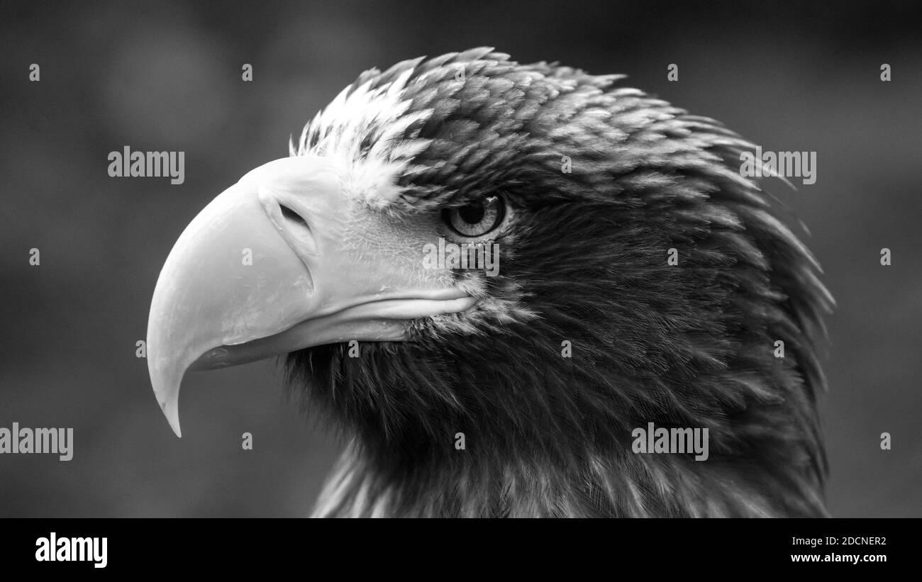 Close up eagle staring into the camera looking focused Stock Photo - Alamy
