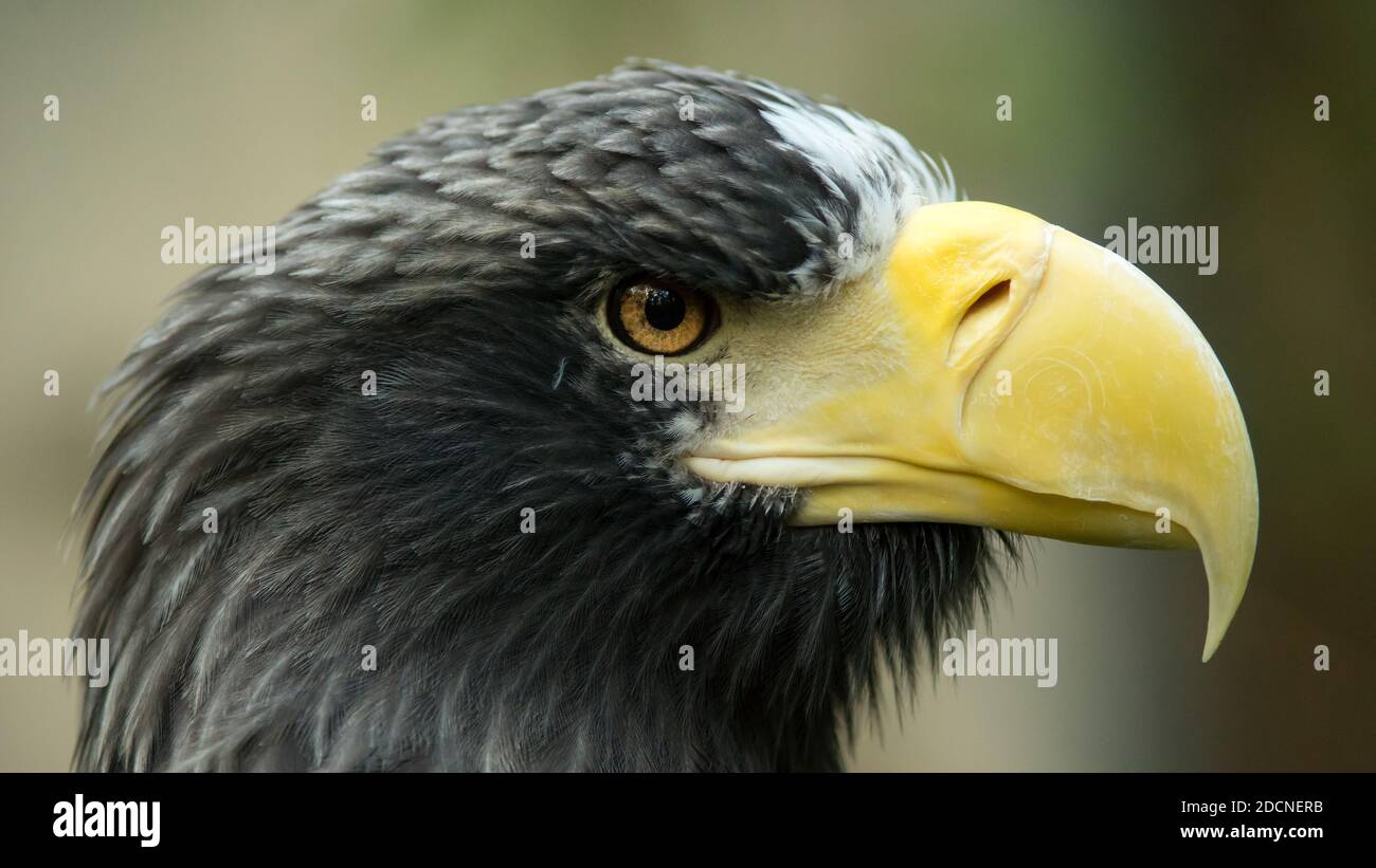 Close up eagle staring into the camera looking focused Stock Photo - Alamy