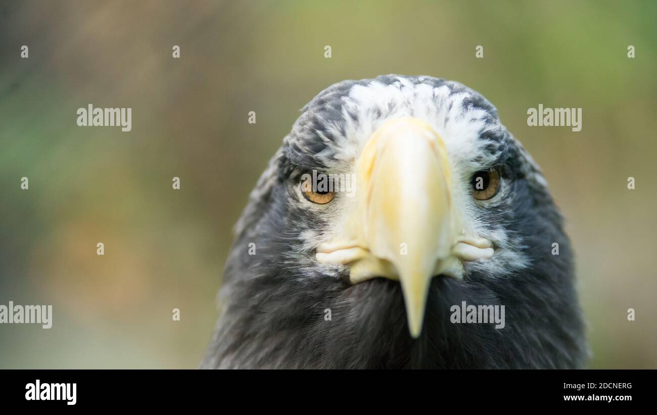 Close up eagle hi-res stock photography and images - Alamy