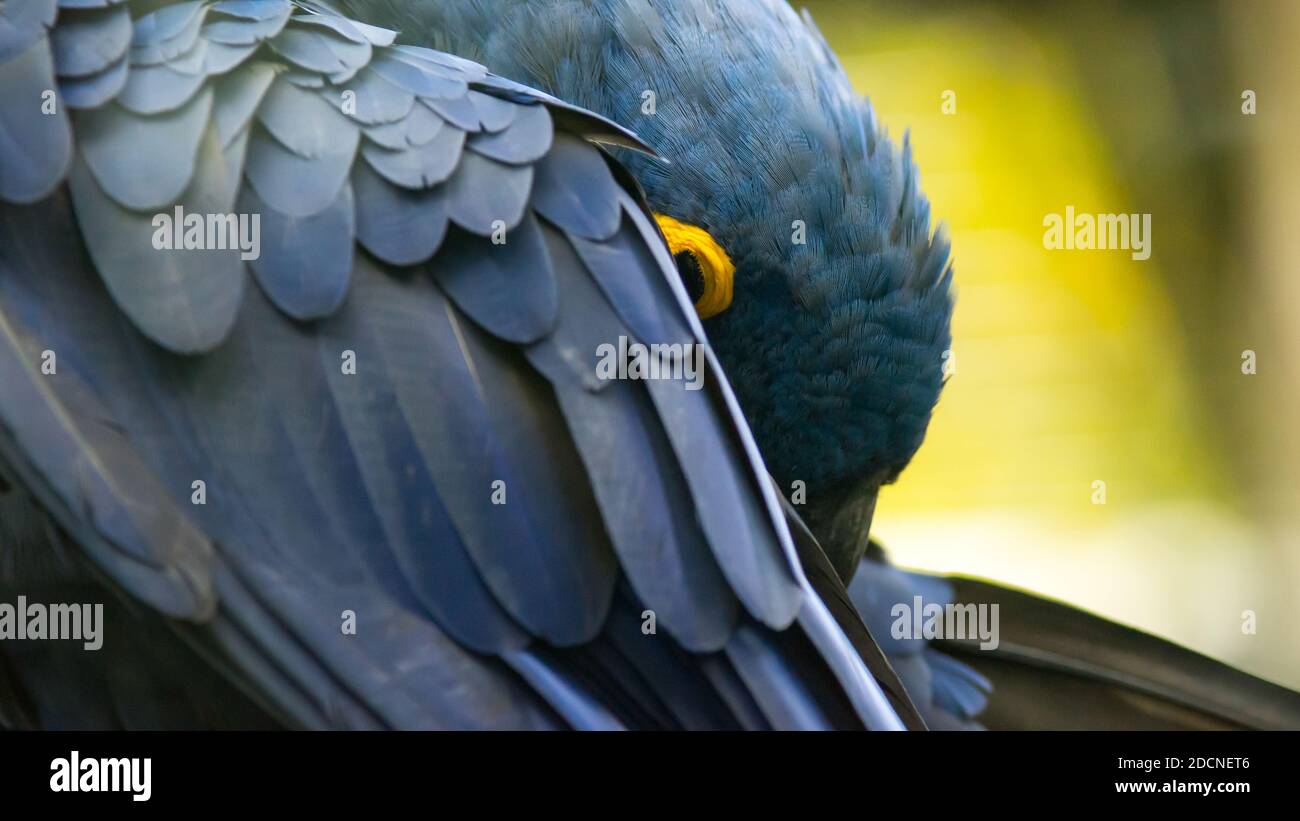 Parrot hiding behind his wing glancing through Stock Photo - Alamy