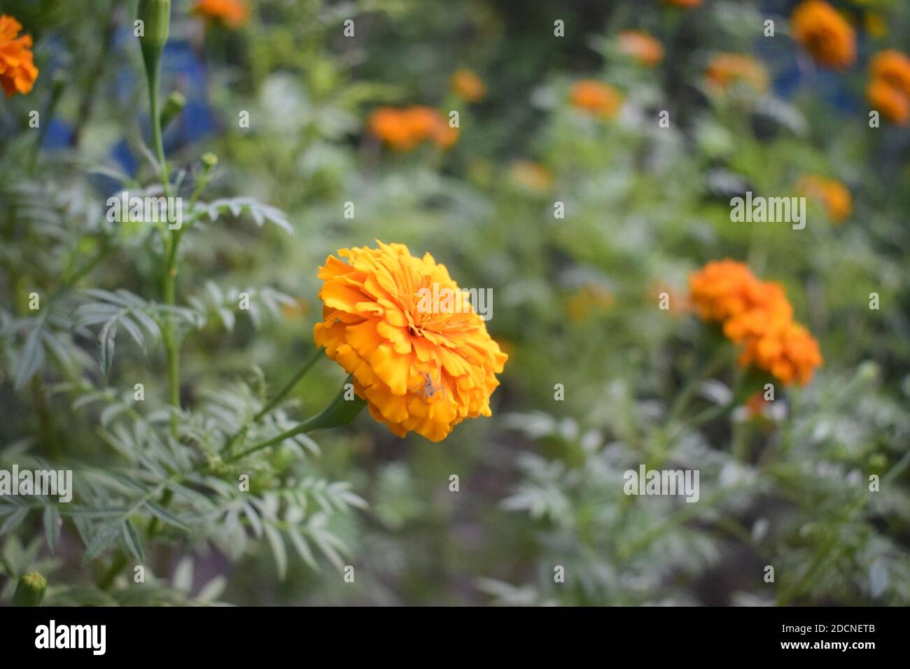 Marigold flower, it is herbaceous plants in the sunflower family. Its ...