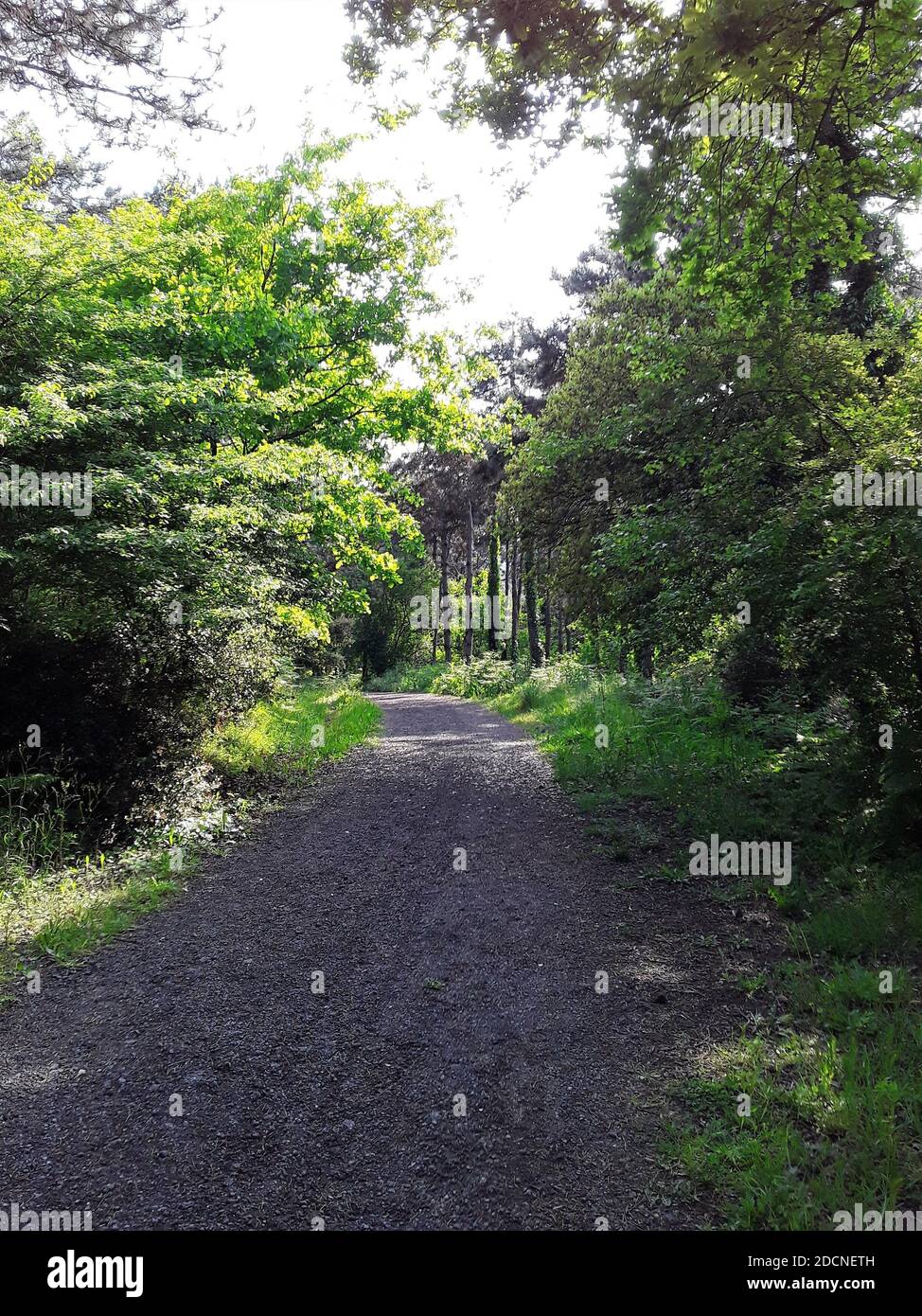 A road through the forests of Haciosman. Haciosman Forest, Istanbul ...
