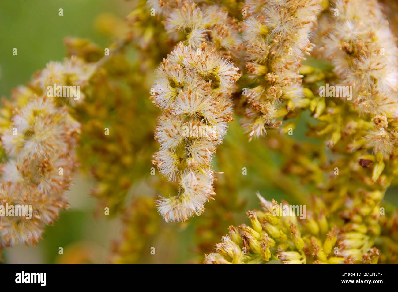Goldenrod Seeds