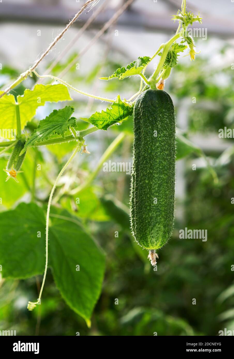 Cucumber plant. Growing cucumber plant in the garden Stock Photo - Alamy
