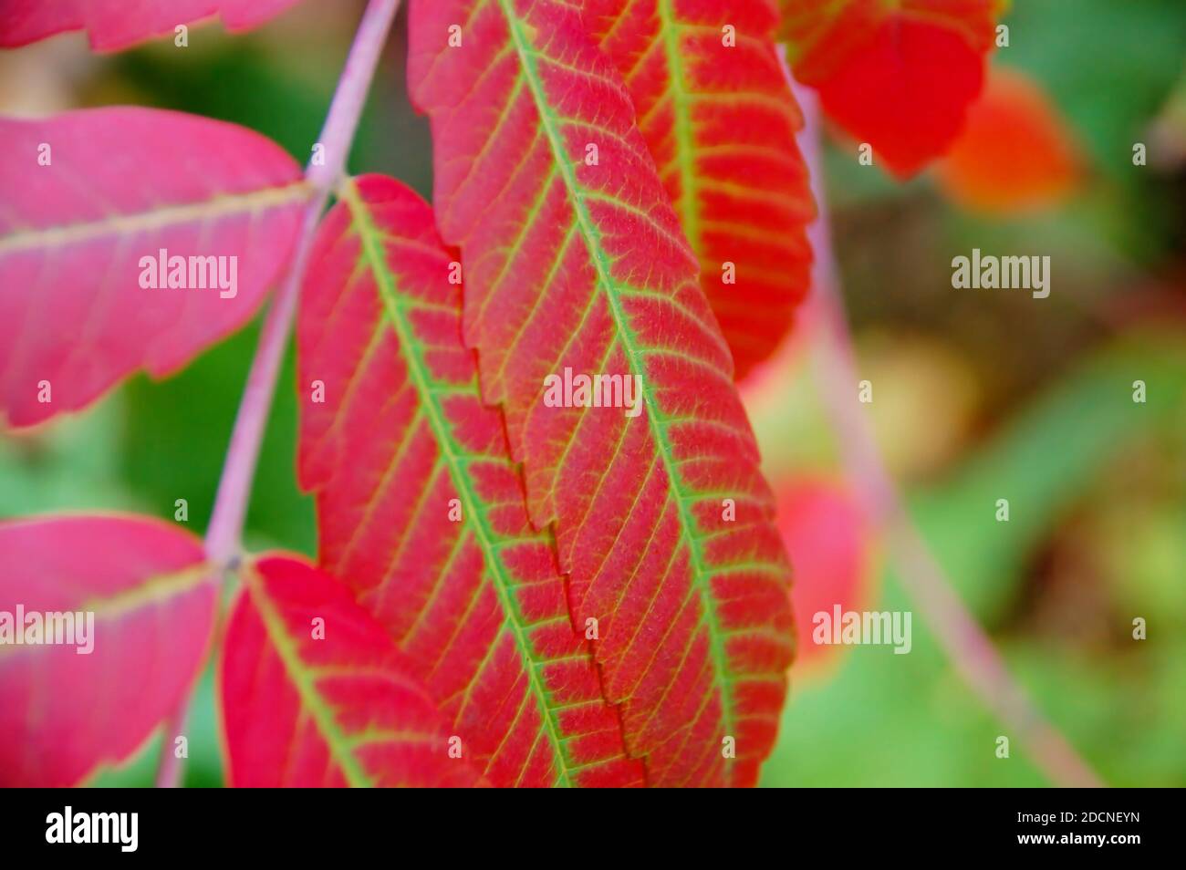 Sumac leaves turning from green to red in an interesting pattern in ...