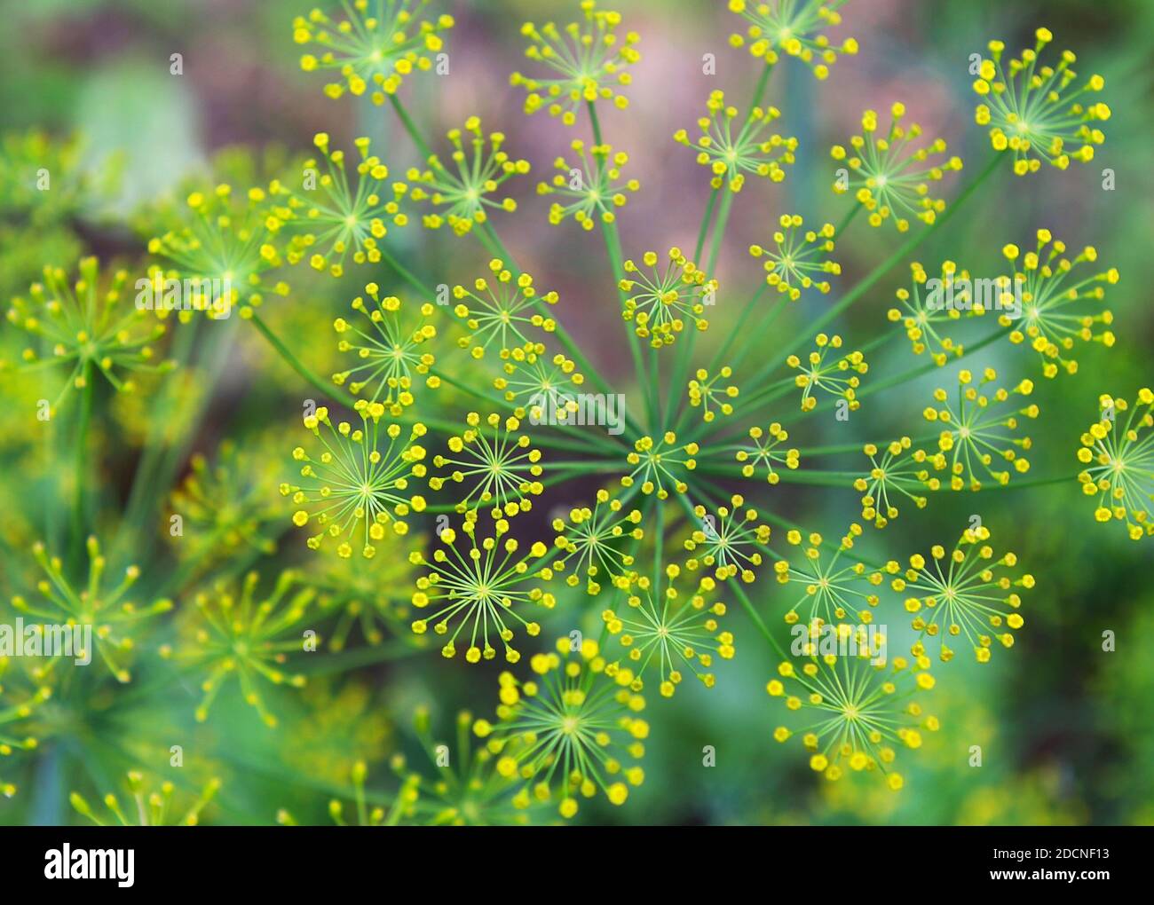 Dill flowers in the garden on a summer day. Green background with ...
