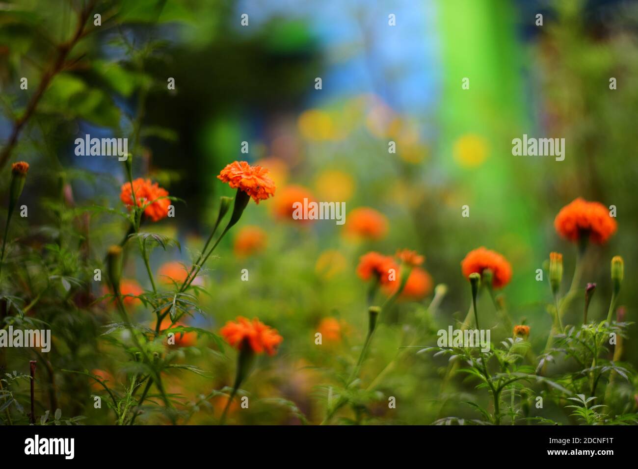 Marigold flower, it is herbaceous plants in the sunflower family. Its ...