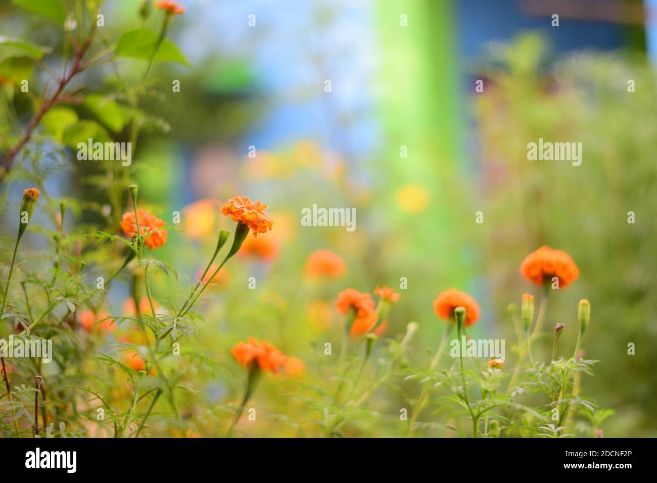 Marigold flower, it is herbaceous plants in the sunflower family. Its ...