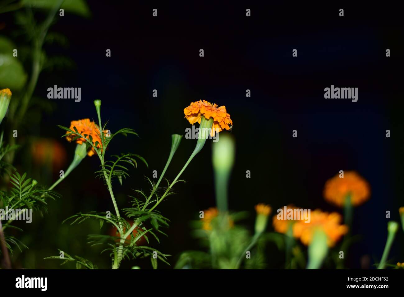 Marigold flower, it is herbaceous plants in the sunflower family. Its ...