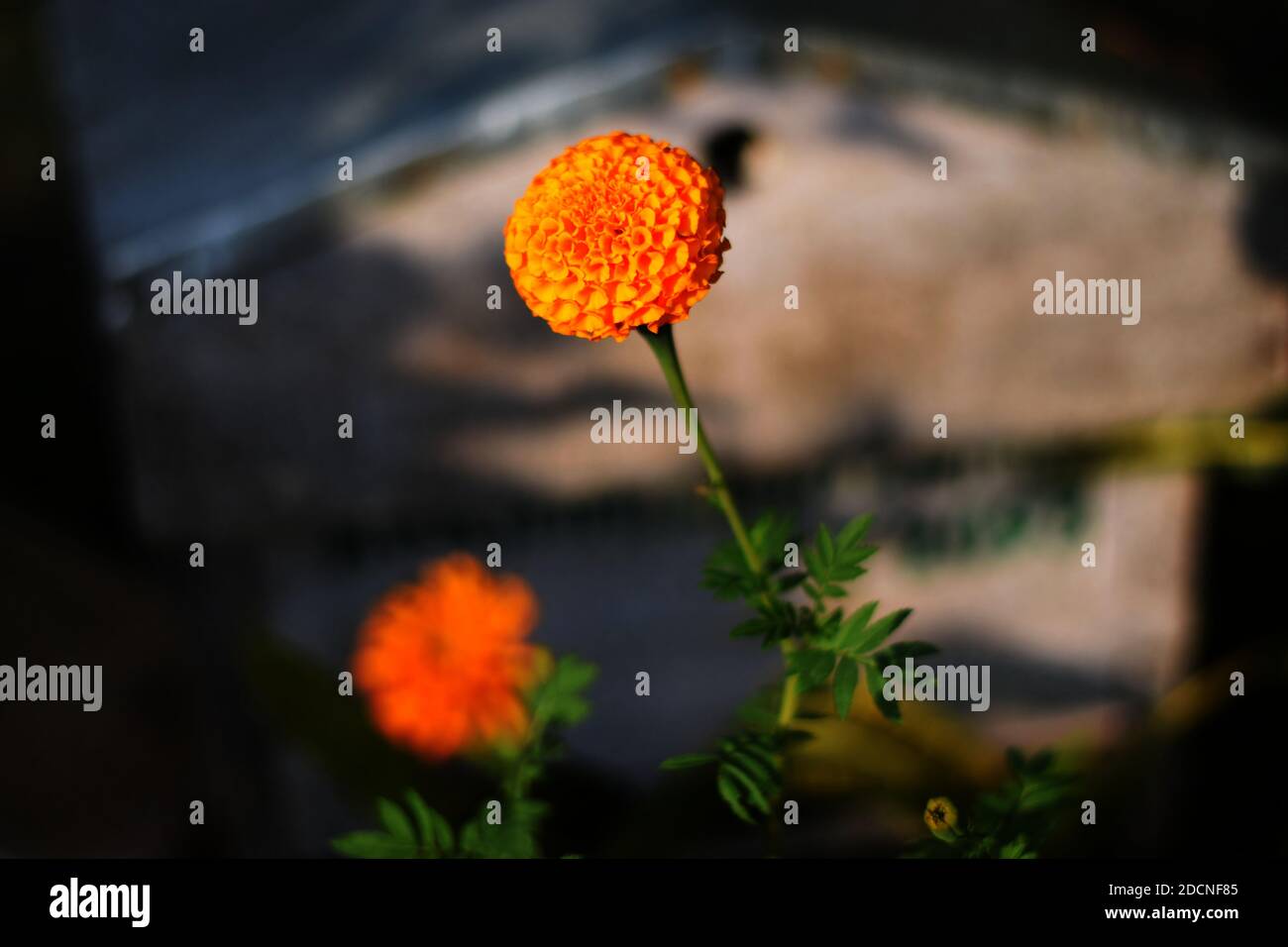 Marigold flower, it is herbaceous plants in the sunflower family. Its ...
