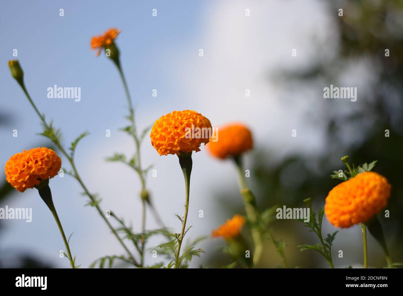 Marigold flower, it is herbaceous plants in the sunflower family. Its ...