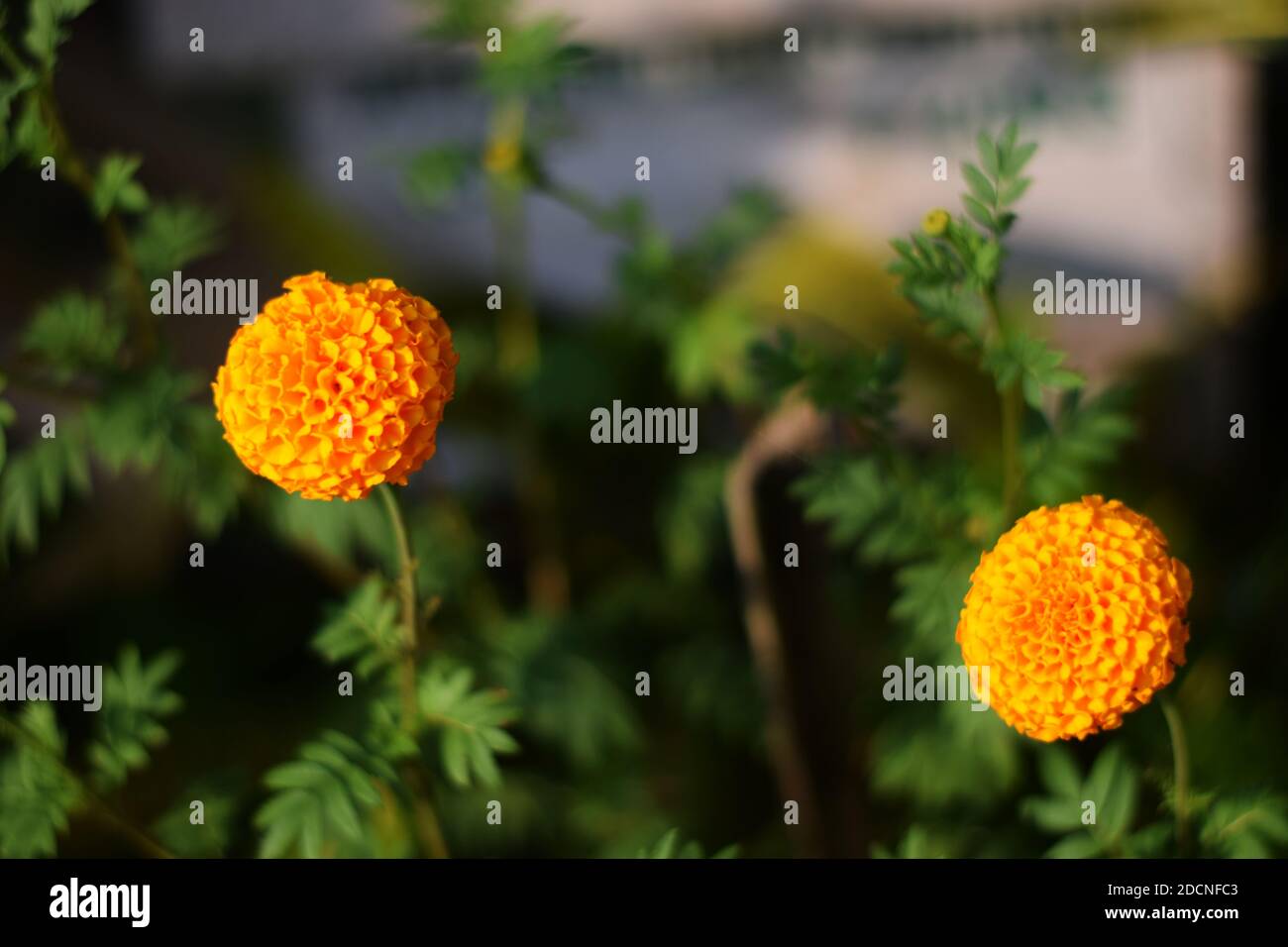 Marigold flower, it is herbaceous plants in the sunflower family. Its ...