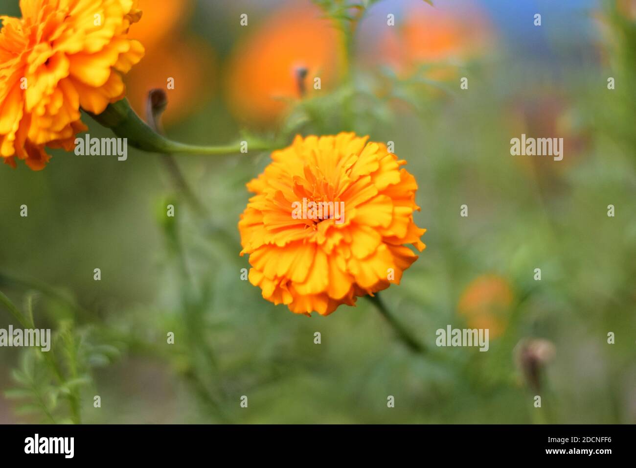 Marigold flower, it is herbaceous plants in the sunflower family. Its ...