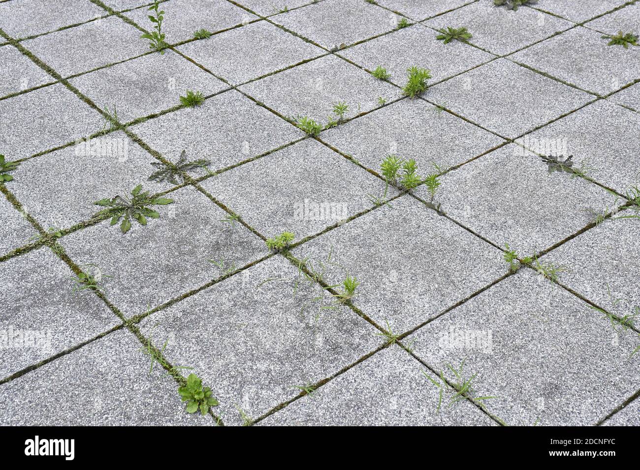 Weed growing in a deserted urban area Stock Photo - Alamy