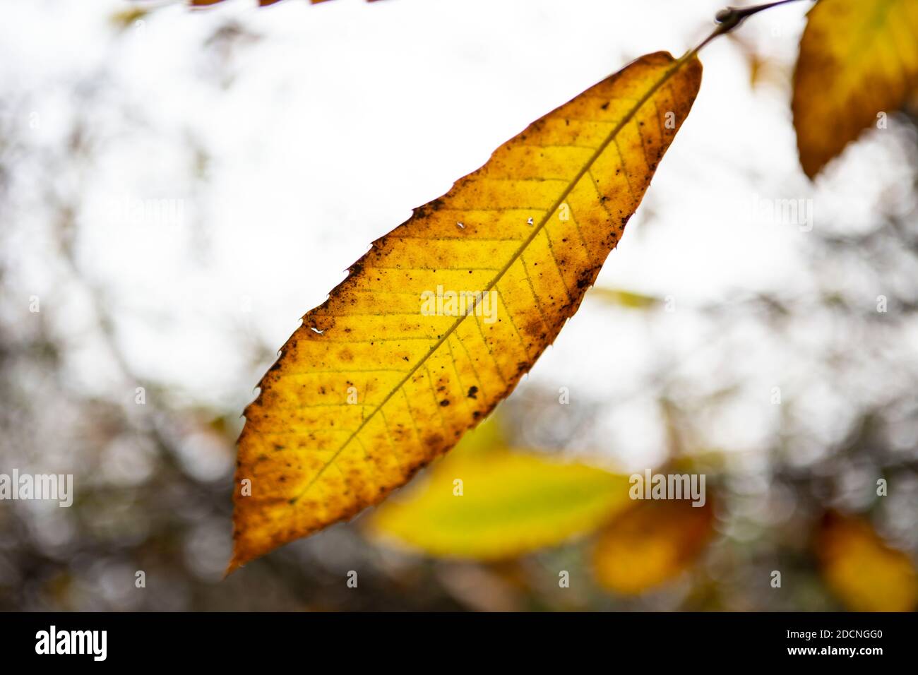 Sweet Chestnut Tree Autumn Leaf Stock Photo - Alamy