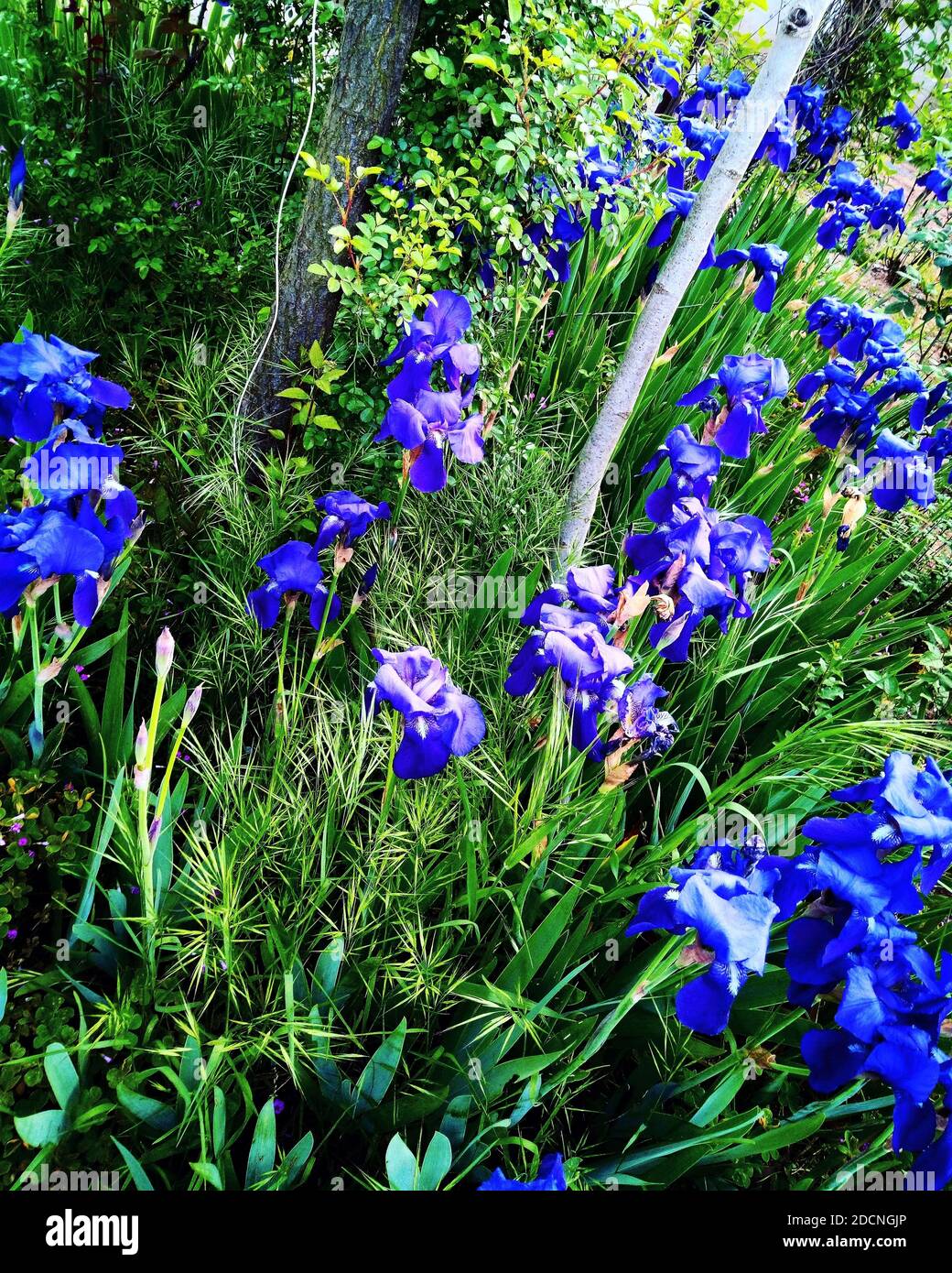 Cool authentic asia hi-res stock photography and images - Alamy