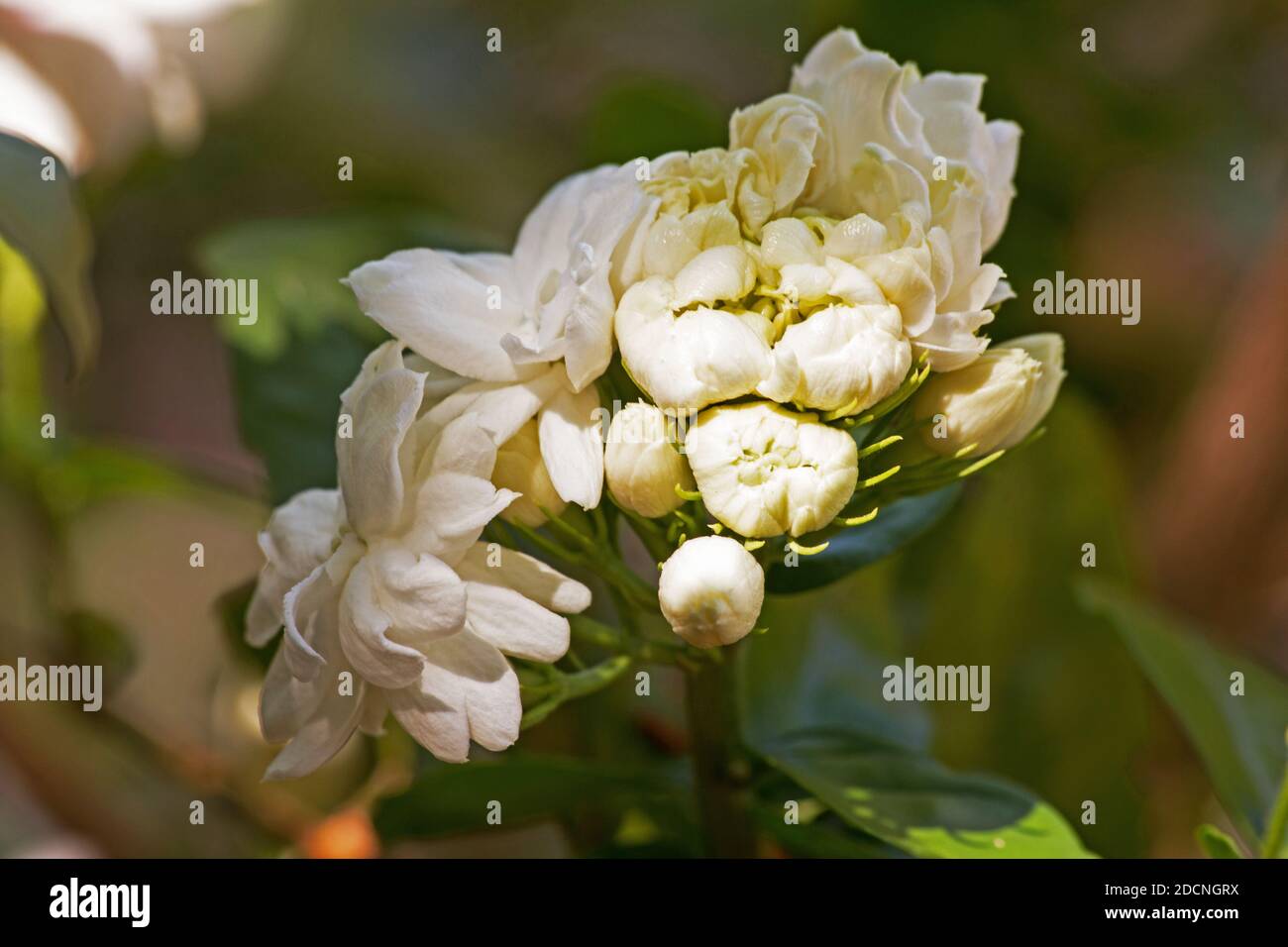 Jasminum sambac flower hi-res stock photography and images - Alamy