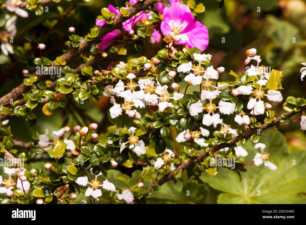 Miniature Holly (Malpigia coccigera) plant in bloom Stock Photo - Alamy
