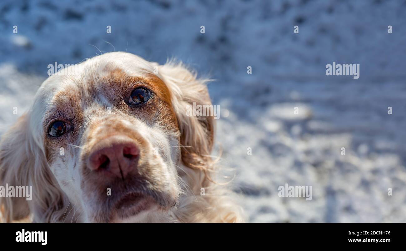 Orange Belton English Setter on a snowy background faithfully peeking ...