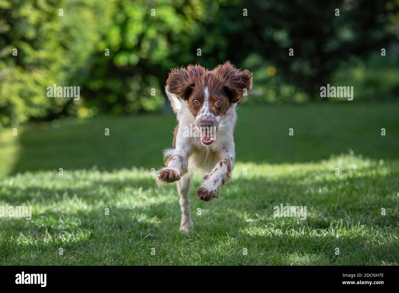 Springer spaniel run camera hi-res stock photography and images - Alamy
