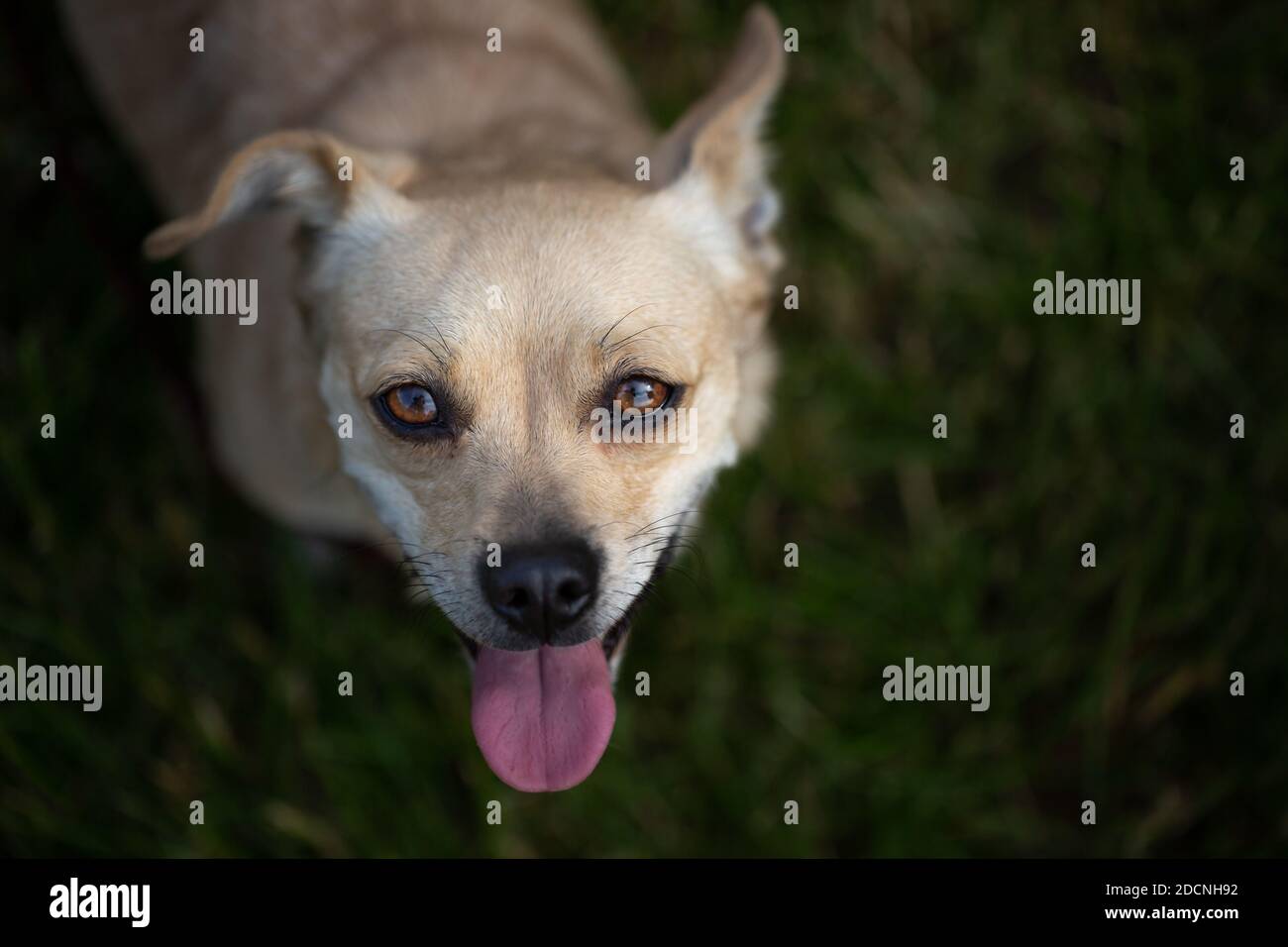 Dog brown eyes cute hi-res stock photography and images - Alamy