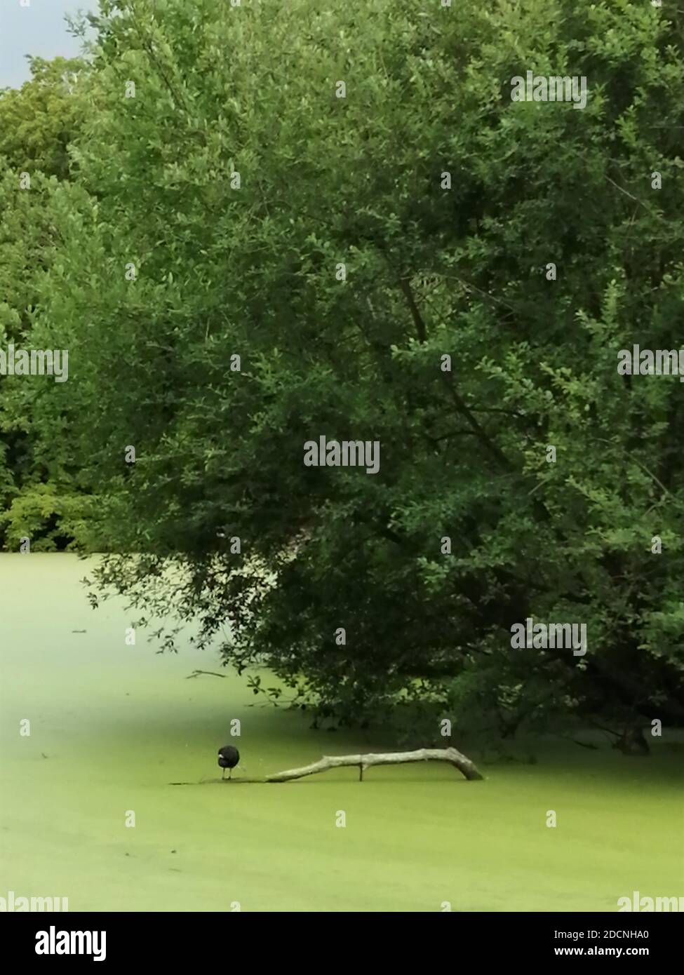 Trees, meadows, green river, clouds and a footpath in Town Park. A view ...