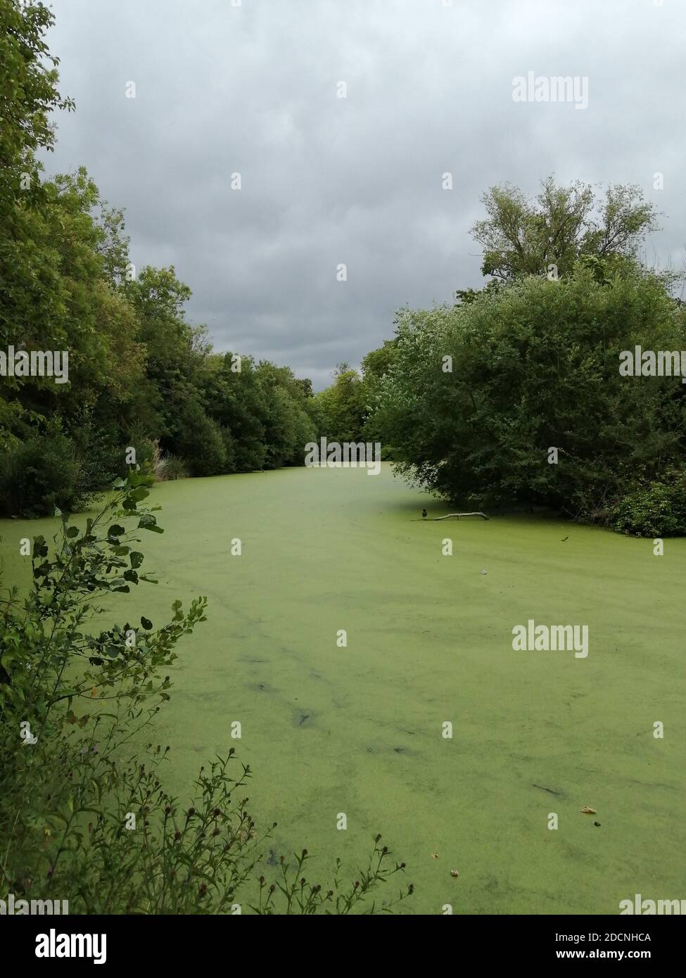 Trees, meadows, green river, clouds and a footpath in Town Park. A view ...