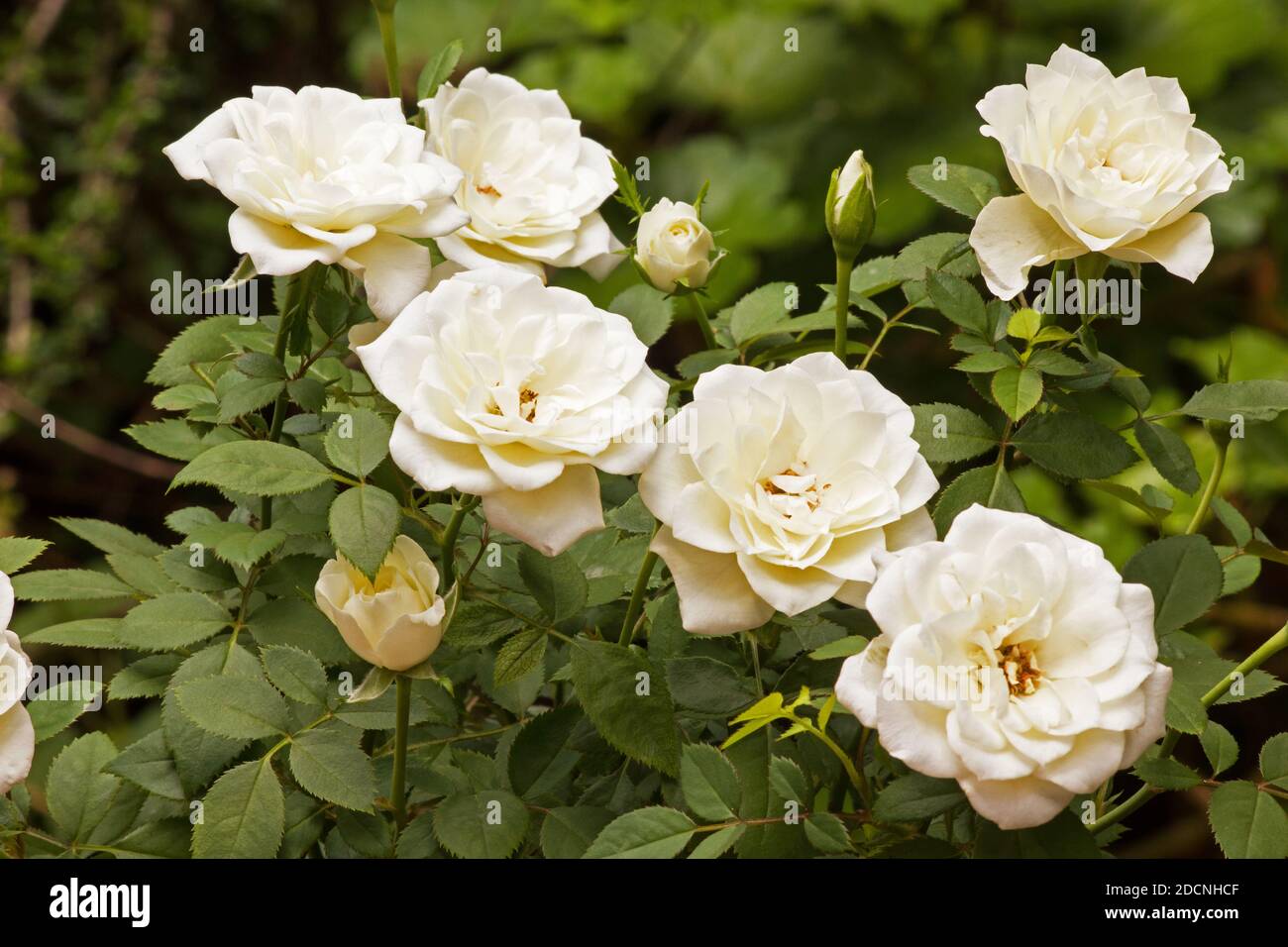 White rose with greenery hi-res stock photography and images - Alamy